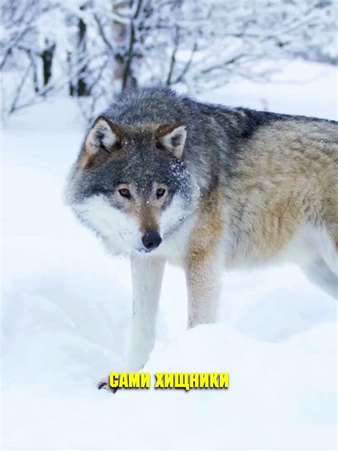 😱 Волки окружили бабушку в лесу То что произошло дальше шокирует Youtube