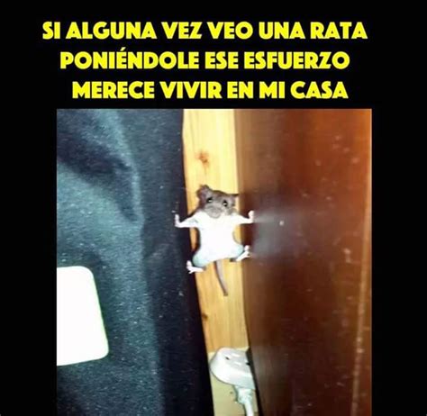 Memes Raton