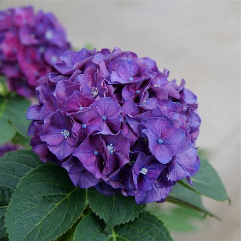 Wee Bit Grumpy® Hydrangea Plant Addicts