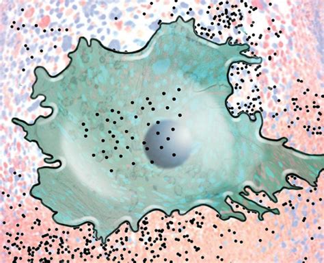 Infographic How Does Cell Senescence Drive Aging And Disease The