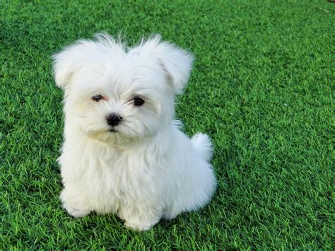 Bichon Maltes Origen Cuidados Precio Perro Características