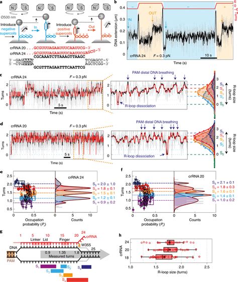Wild Type Cas A Produces Dynamic R Loop States In The Absence Of DNA Download Scientific
