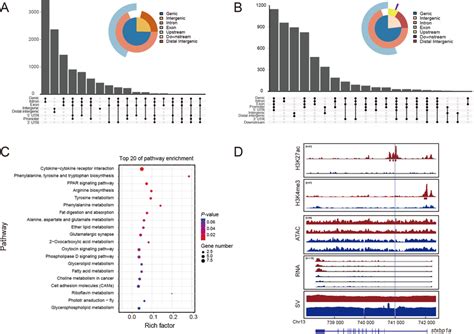 Role Of Svs In Cis Regulatory Divergence Between S Chuatsi And S
