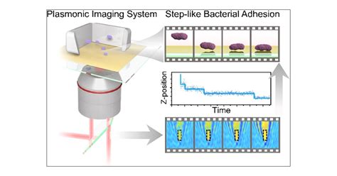 Nanoscale Spatiotemporal Dynamics Of Microbial Adhesion Unveiling Stepwise Transitions With