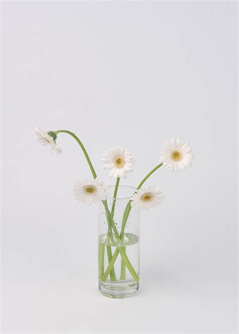 순백의 매혹 화이트 미니 거베라반단