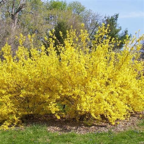 2 Yellow Forsythia Bush Live Plants Bareroots 6 12 Inch