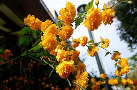 山吹の花