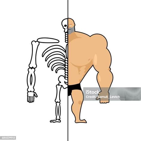 인간의 구조입니다 해골 남자입니다 선수의 건설입니다 뼈와 두개골 선수 내부 기관입니다 인간의 뼈 시스템입니다 해부학 보디입니다