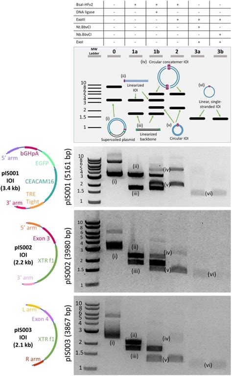 A Method For Generating User Defined Circular Single Stranded Dna From