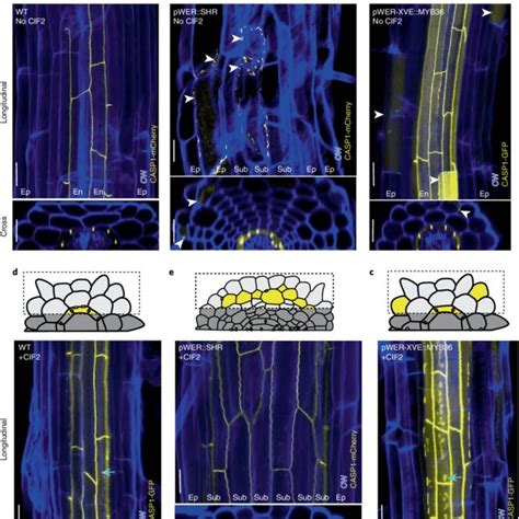 Niko Geldners Research Works University Of Lausanne Lausanne Unil