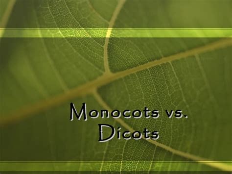 Plants Distributing Materials Monocots Dicots Ppt
