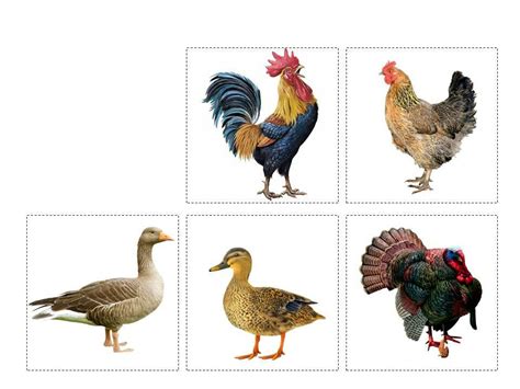 Дидактична гра Впізнай птаха Ілюстрації Дошкілля