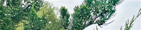 Juniper Trees Arborista