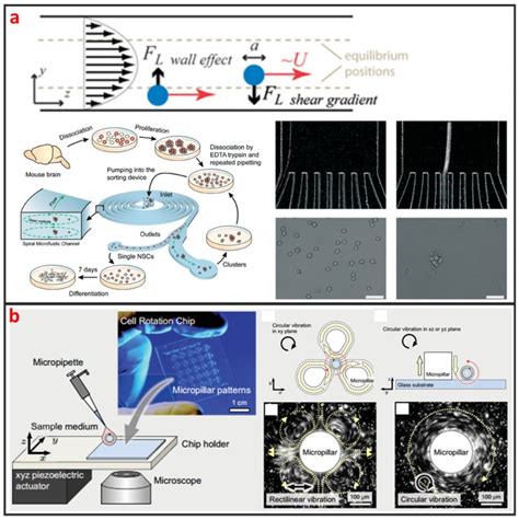 Microfluidic Single Cell Manipulation And Analysis Methods And Applications Pmc