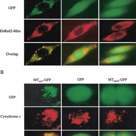 n terminal sequence elements direct the putative fas mit proteins into download scientific