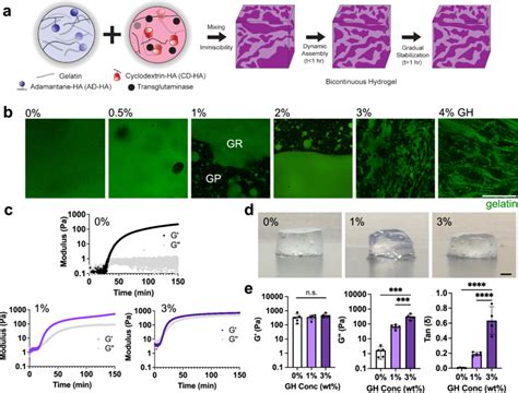 Fabrication Of Biopolymer Based Bicontinuous Hydrogels A Schematic Of Download Scientific