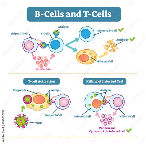 B Cells And T Cells Schematic Diagram Vector Illustration Stock Vector Adobe Stock