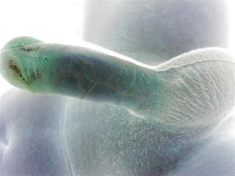 Negativ Porn Pictures Xxx Photos Sex Images 1039234 Pictoa