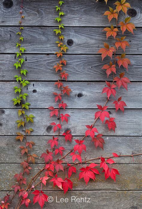 Lee Rentz Photography Cascading Colors