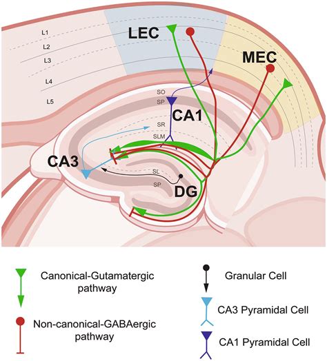 Frontiers Entorhinal Cortex Hippocampal Circuit Connectivity In Health And Disease