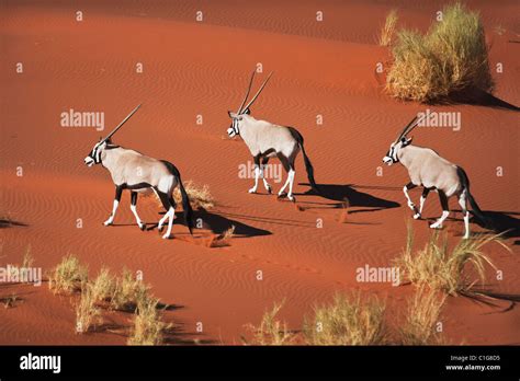 Arabian Oryx Habitat