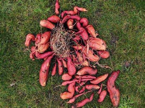 Cultiver La Patate Douce Le Légume Idéal Pour Les Jardins En