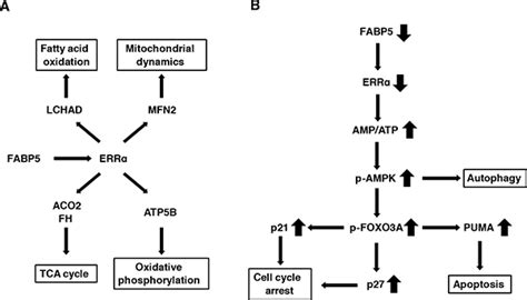 A Novel Fatty Acid Binding Protein 5 Estrogen Related Receptor α