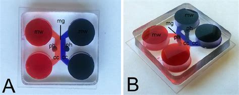 Views Of Mounted Microfluidic Co Culture Device A From Above B