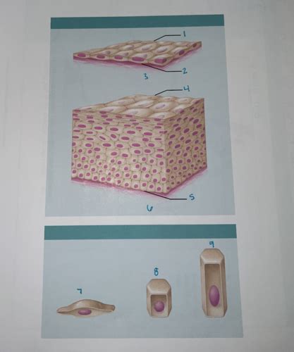 G Classification Of Tissues Epithelial Tissue Classification Of