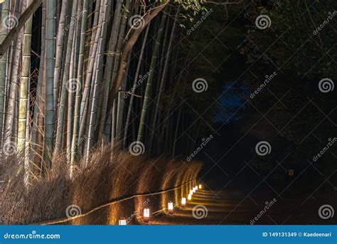 Arashiyama Bamboo Grove Zen Garden Light Up At Night Stock Image Image Of Landscape Light