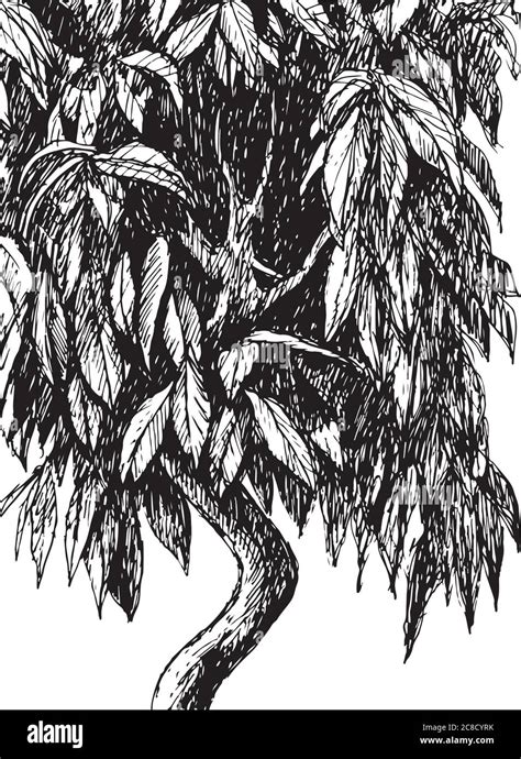 Tree Ink Sketch Hand Drawn Black And White Artwork Freehand Drawing Vector Illustration Stock