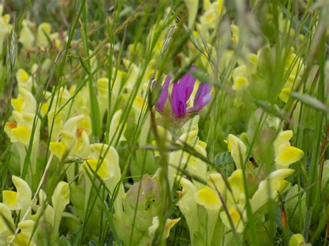 კოჯორი Kojori Cagu Flickr