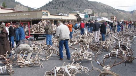 Over 10 000 Pounds Of Elk Antlers Sold At Annual Auction