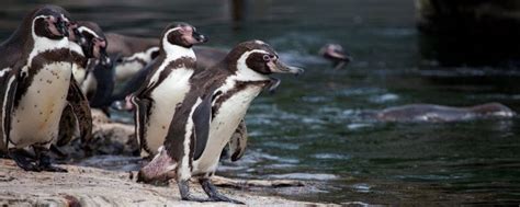 Now And Then The Fate Of 5 Open Source Integrated Development Environments Linuxlinks