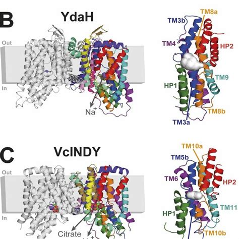 Ligand Pathways And Binding Sites In The Three Inwardfacing Structures