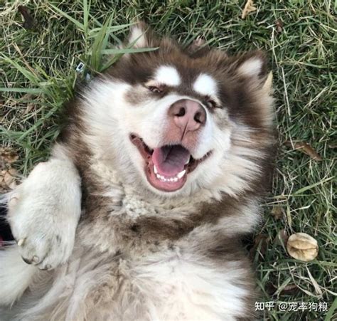 怂恿我养“阿拉斯加犬”的朋友，真是害苦我了！ 知乎
