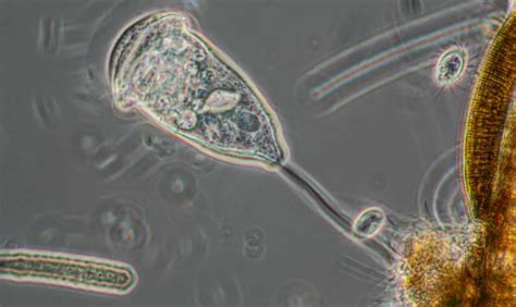 Phase Contrast Microscopy Principle Parts Uses Biology Notes Online