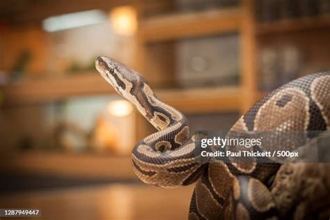 bio python photos and premium high res pictures getty images
