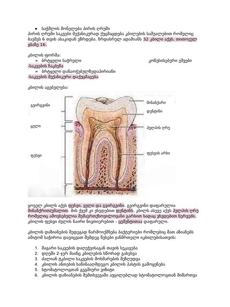საჭმლის მონელება პირის ღრუში Pdf