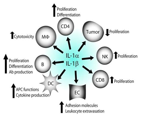 Cancer Suppressive Properties Of Il 1α And Il 1β Il 1α And Il 1β