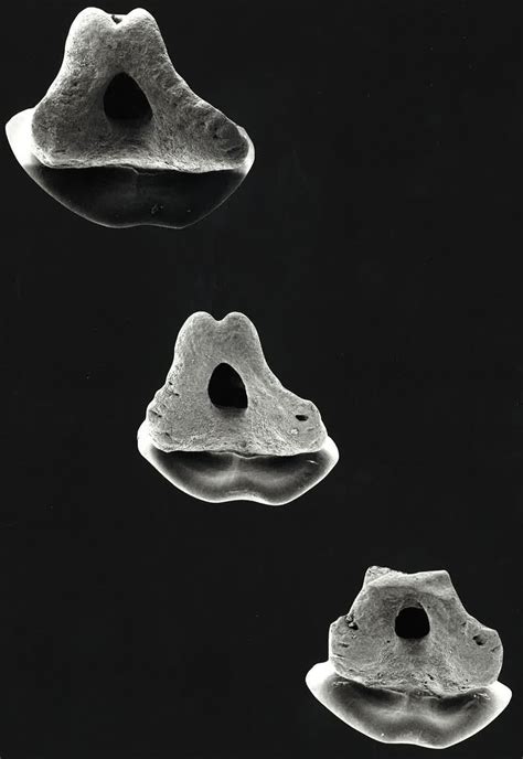 Hemiscyllium Ocellatum Shark References