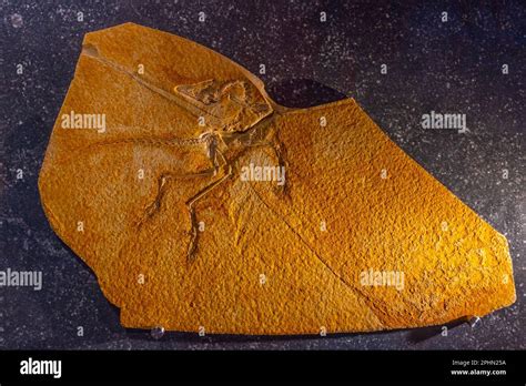 Archaeopteryx Fossil Discovered By At Jennie Wilson Blog
