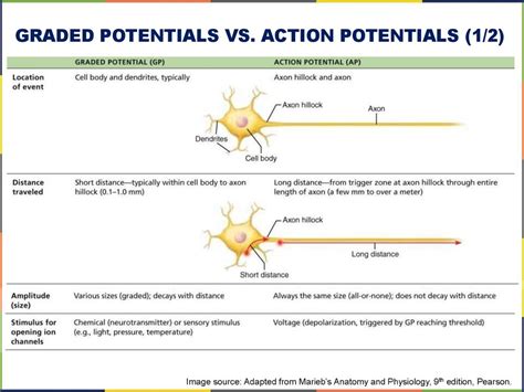 The Nervous System And Nervous Tissue презентация онлайн