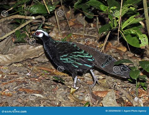Palawanspiegelpauw Palawan Peacock Pheasant Polyplectron Napoleonis