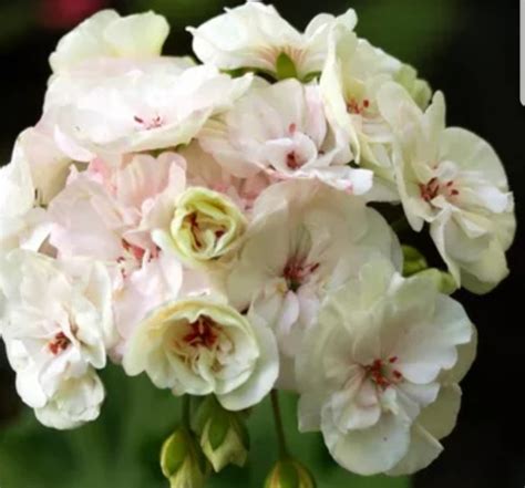 Черенки укорененные пеларгонии Viva Madelina Цена 250 руб 2025 Цветочная садовая барахолка