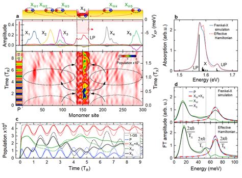 Frenkel Exciton Simulations Of Plasmon Driven Coherent Exciton Download Scientific Diagram