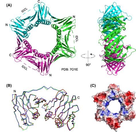 A Overall Structure Of Ct Pcna Trimer At 234 A Resolution In Front