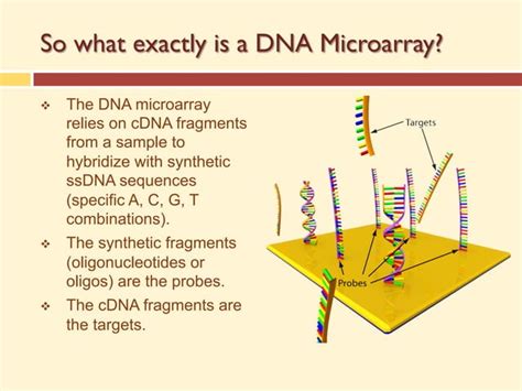 Dnamicroarraypresentation Dna Fingerprinting Dna Biotechnology Pdf