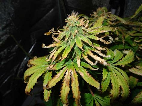 17 Common Cannabis Leaf Symptoms By Picture