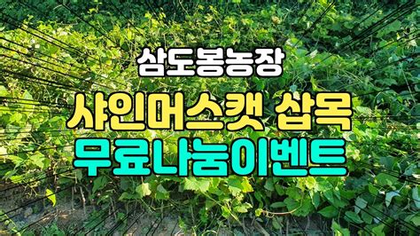 샤인머스캣 삽목 묘목 무료나눔이벤트 20220828 Youtube